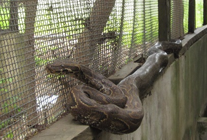 Wildlife – Ada tourism